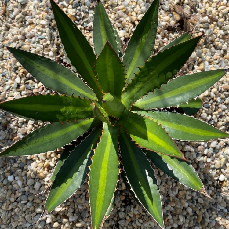 Agave lophanta splendida | Palmy a zahrady