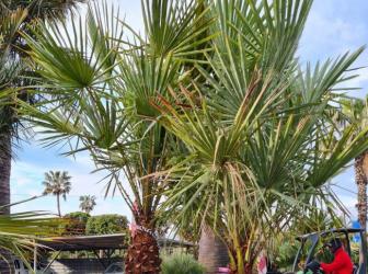 Copernica alba | Palmy a zahrady